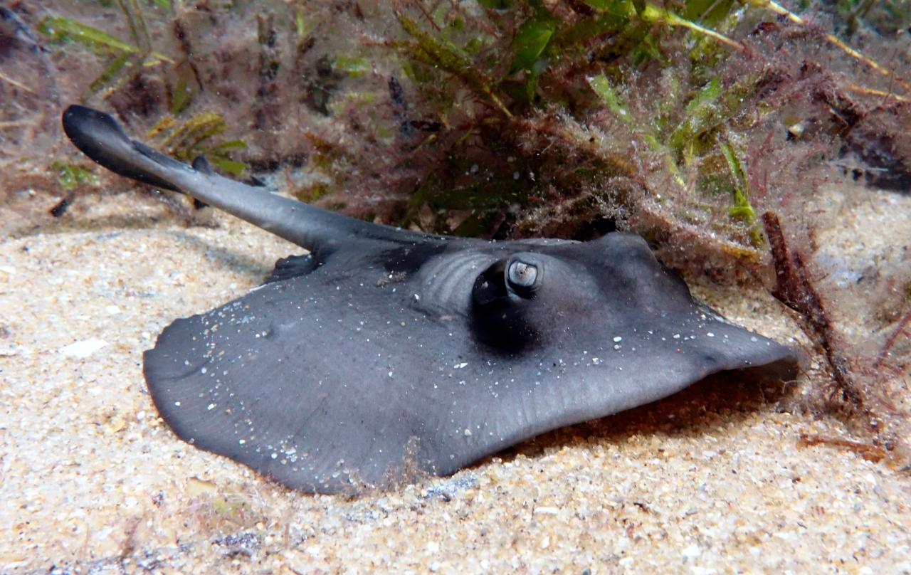 Admission to the Shark & Ray Rescue Centre Bob's Farm