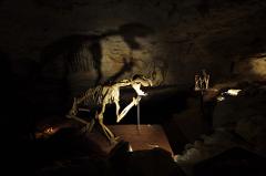 Victoria Fossil Cave - Naracoorte Caves Reservations