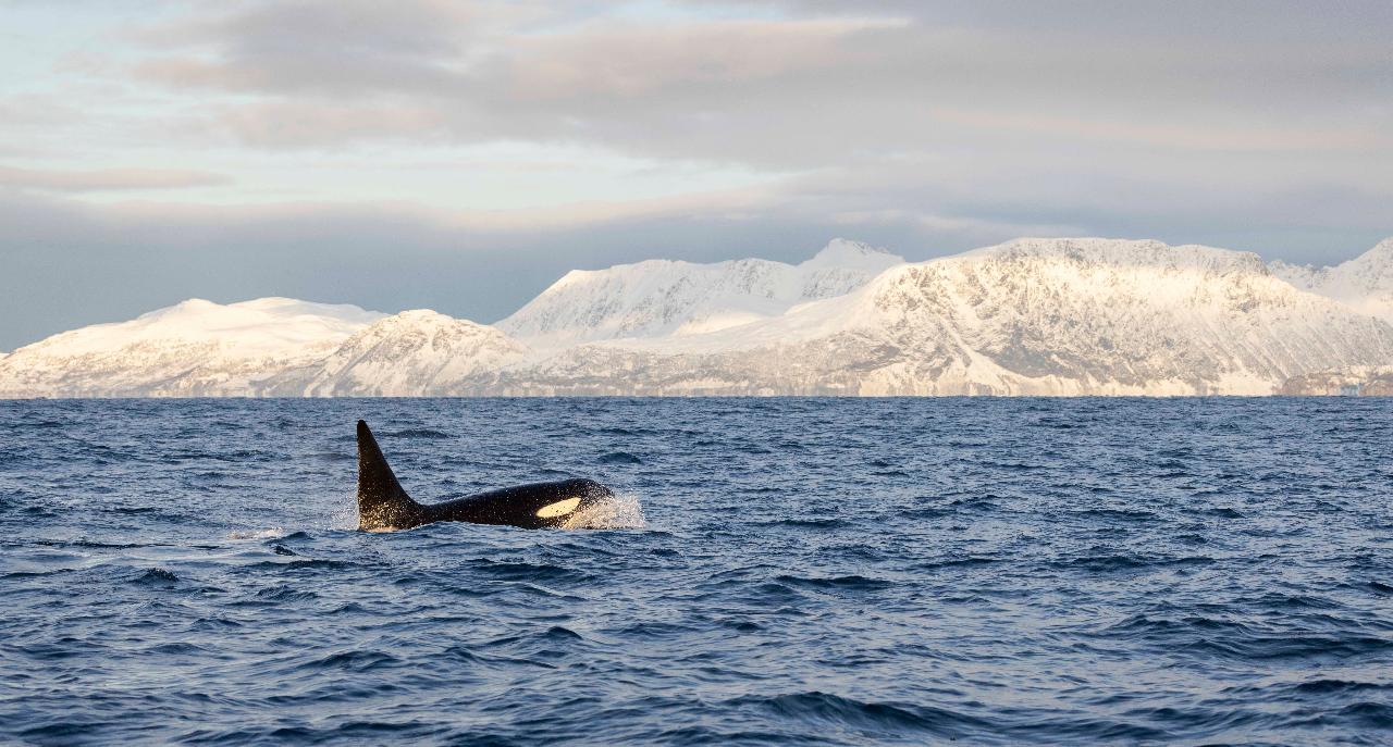 Swim with Orcas in Norway - Blue Seafaris Reservations