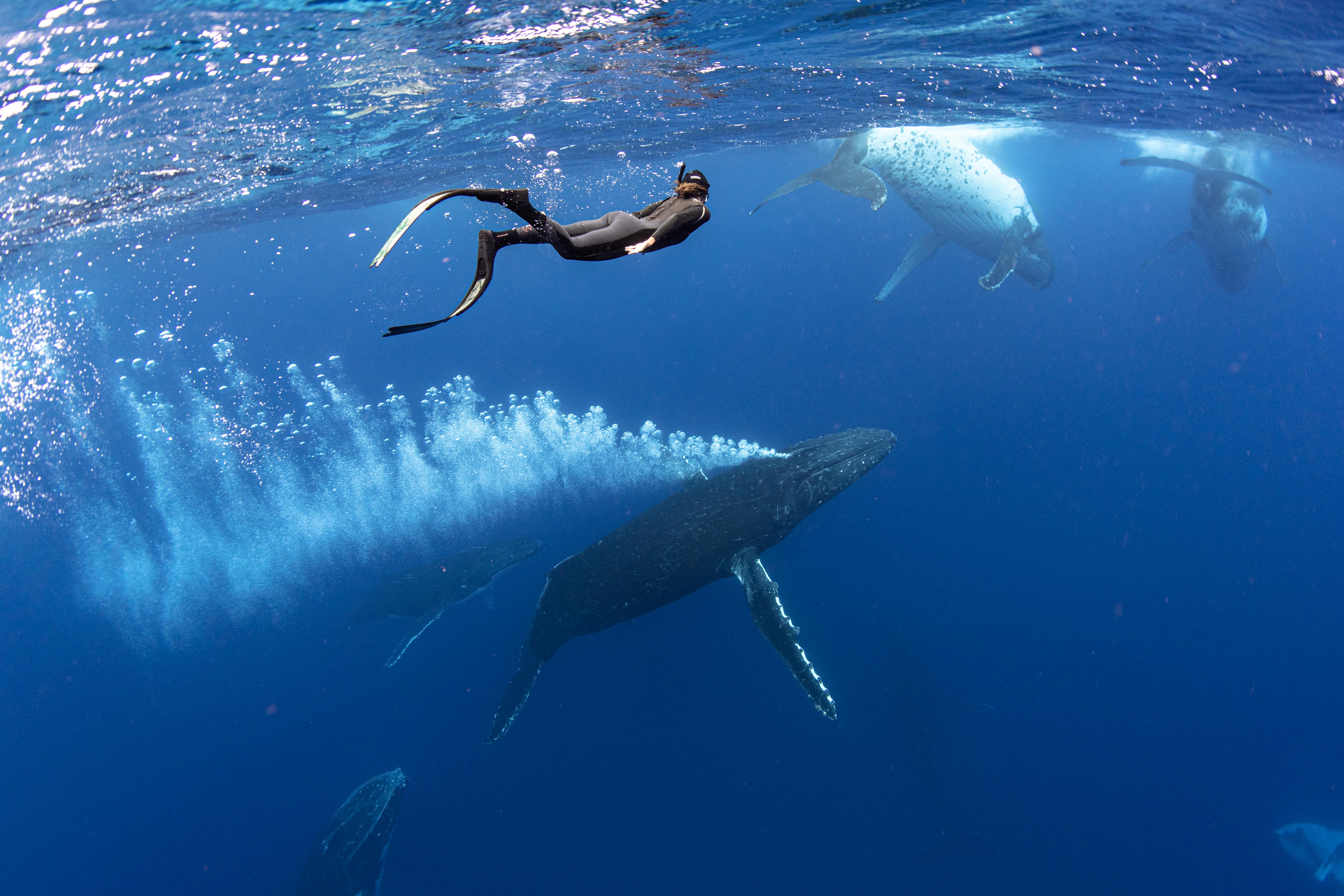 Swim with Whales Gold Coast - Blue Seafaris Reservations