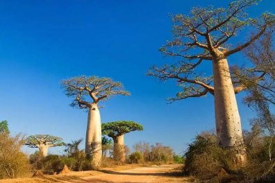 7D6N Madagascar Magic - EU Holidays Pte Ltd Reservations