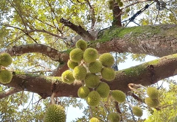 ONE DAY DURIAN FEAST BY COACH - EU Holidays Pte Ltd Reservations