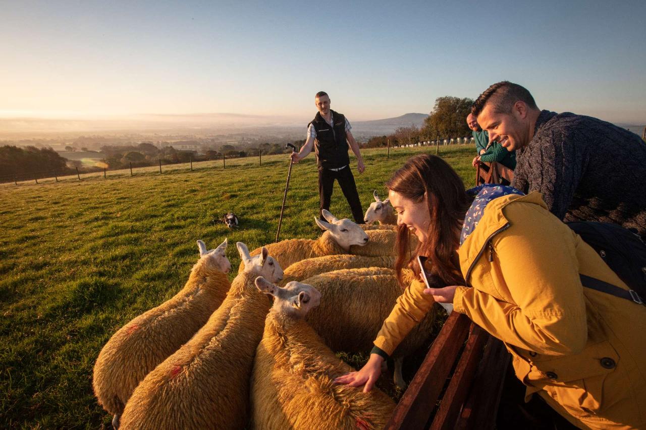 Sheepdogs At Work - Public Booking (20 Spaces) - Glenshane Country Farm ...