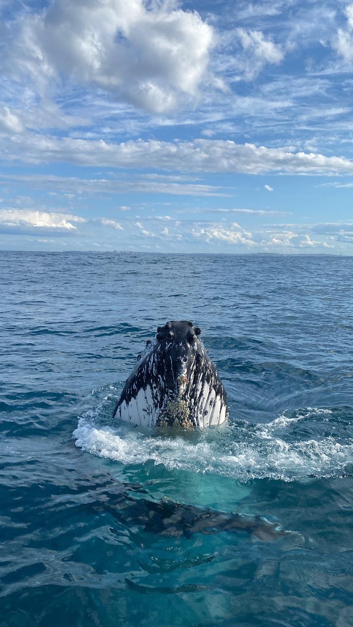 2HR Mooloolaba Whale Watching Experience (June - Oct) - Adventure ...