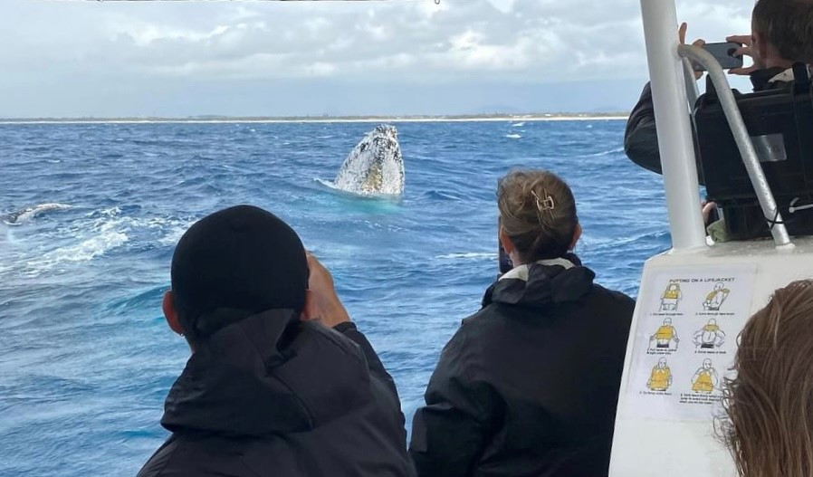 2HR Mooloolaba Whale Watching Experience (June - Oct) - Adventure ...