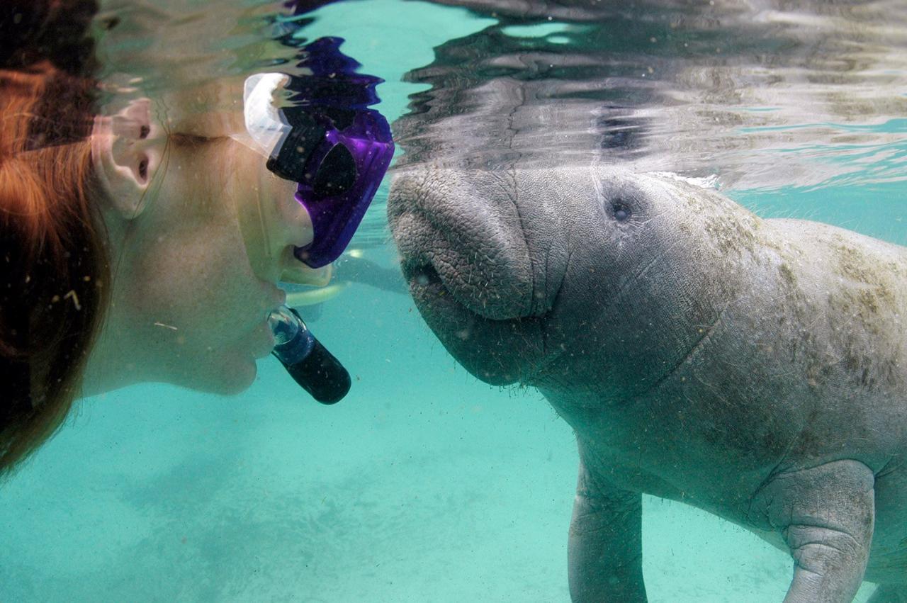 Semi-Private or Private Heated VIP Manatee Swim Tour - Pontoon of Privilege - Crystal River ...