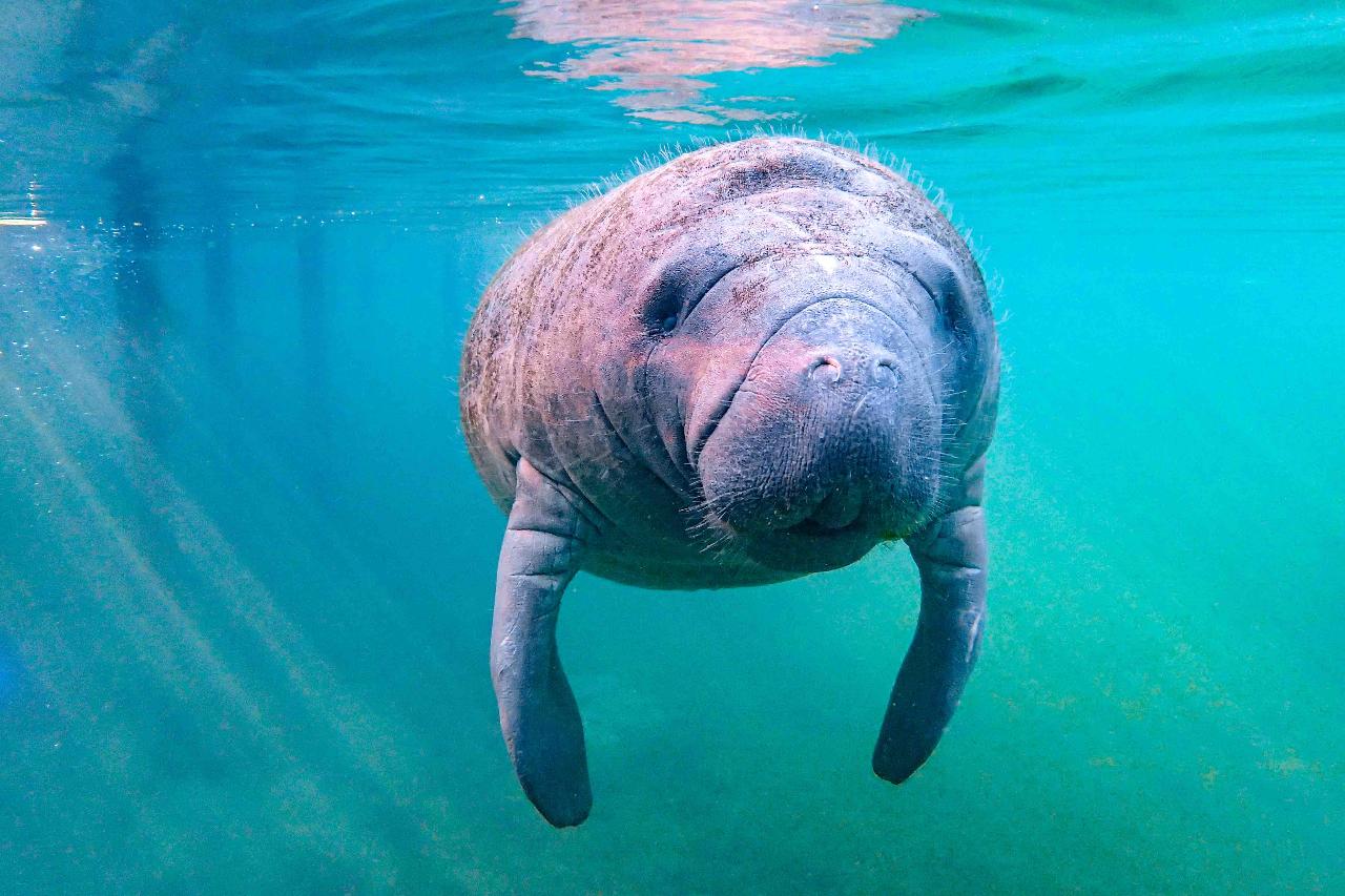 Semi-Private or Private Heated VIP Manatee Swim Tour - Pontoon of Privilege - Crystal River ...