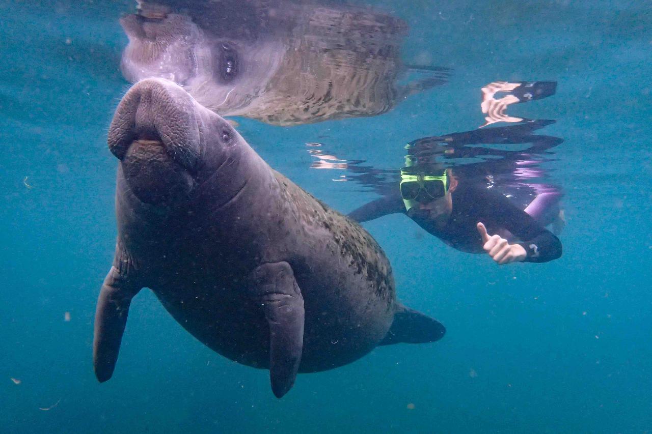 Semi-Private or Private Heated VIP Manatee Swim Tour - Pontoon of Privilege - Crystal River ...