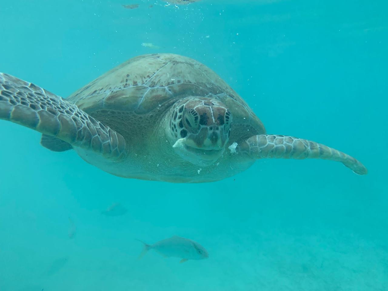 Full Day Elizabeth Harbor Tour (PRIVATE CHARTER) - Island Boy ...