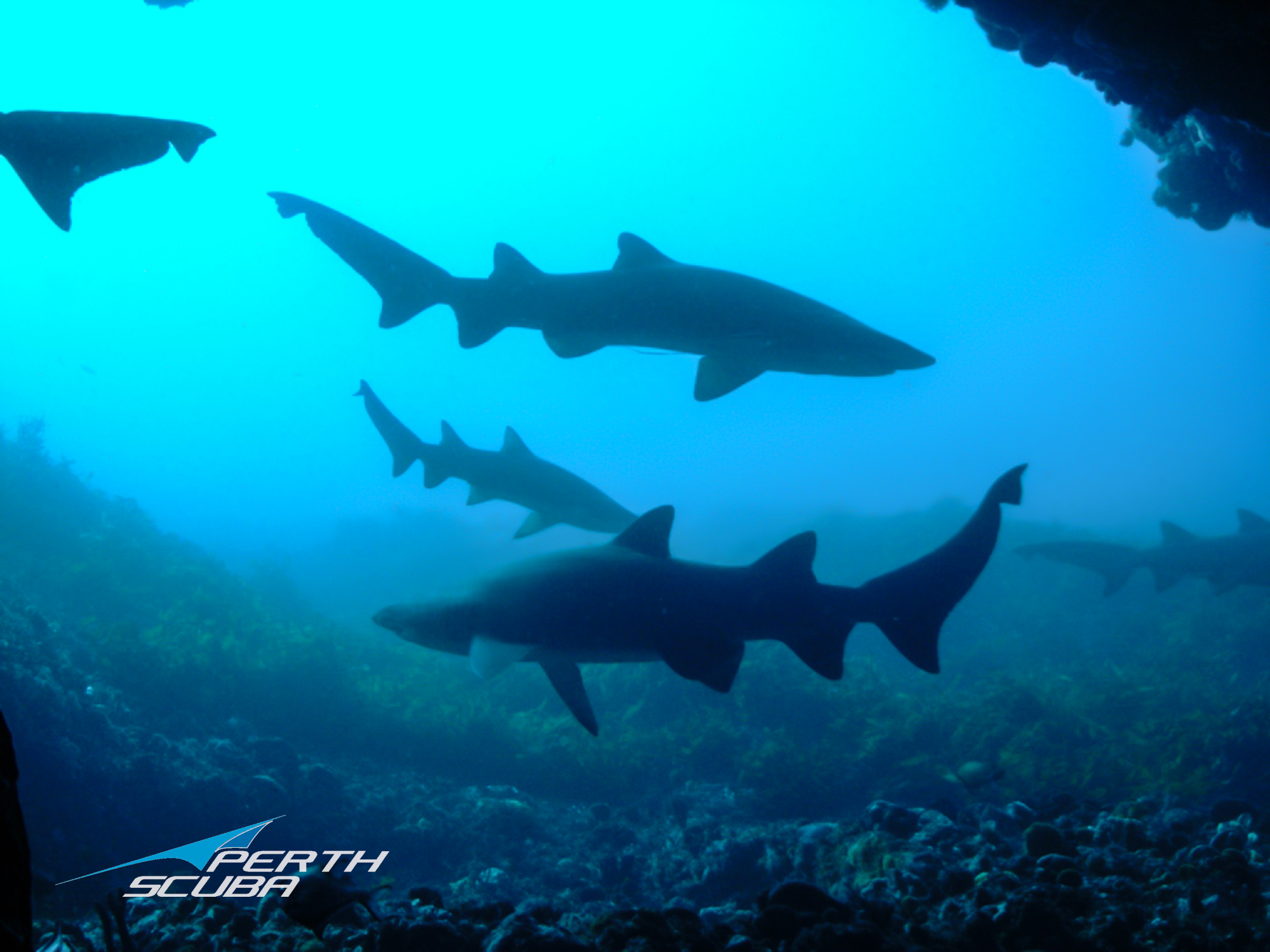 AWARE Shark Conservation Speciality - Perth Scuba Reservations