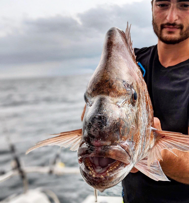 Snapper ‘book the boat' NoosaCat - Cassar Fishing Charters Reservations
