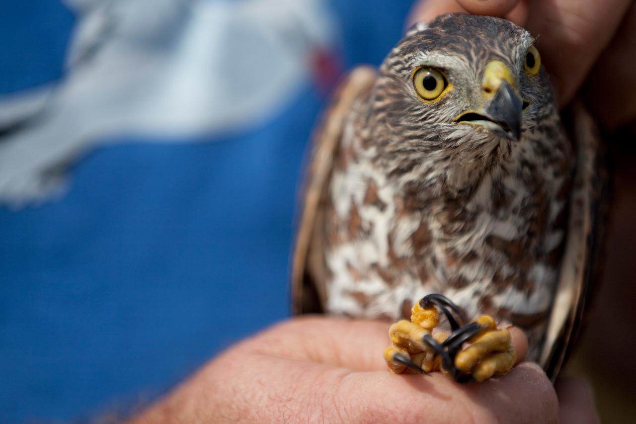 Christmas Island Bird & Nature Week 2025 - Australian Geographic Travel ...