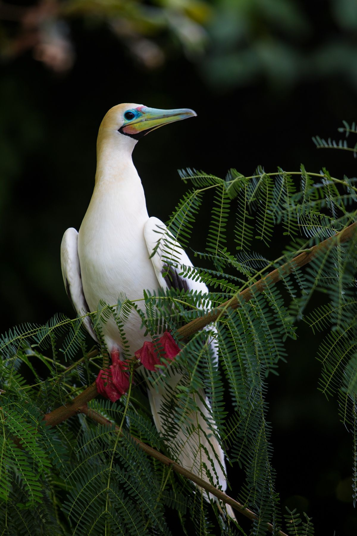 Christmas & Cocos Islands - Nature & Wildlife Journey 2026 - Australian ...
