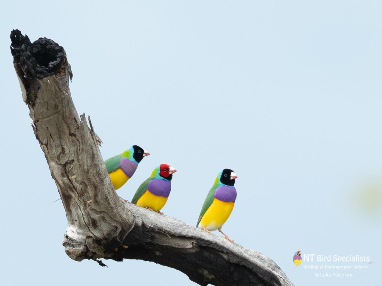 Birdwatching Safari - Top End, Northern Territory - Australian ...