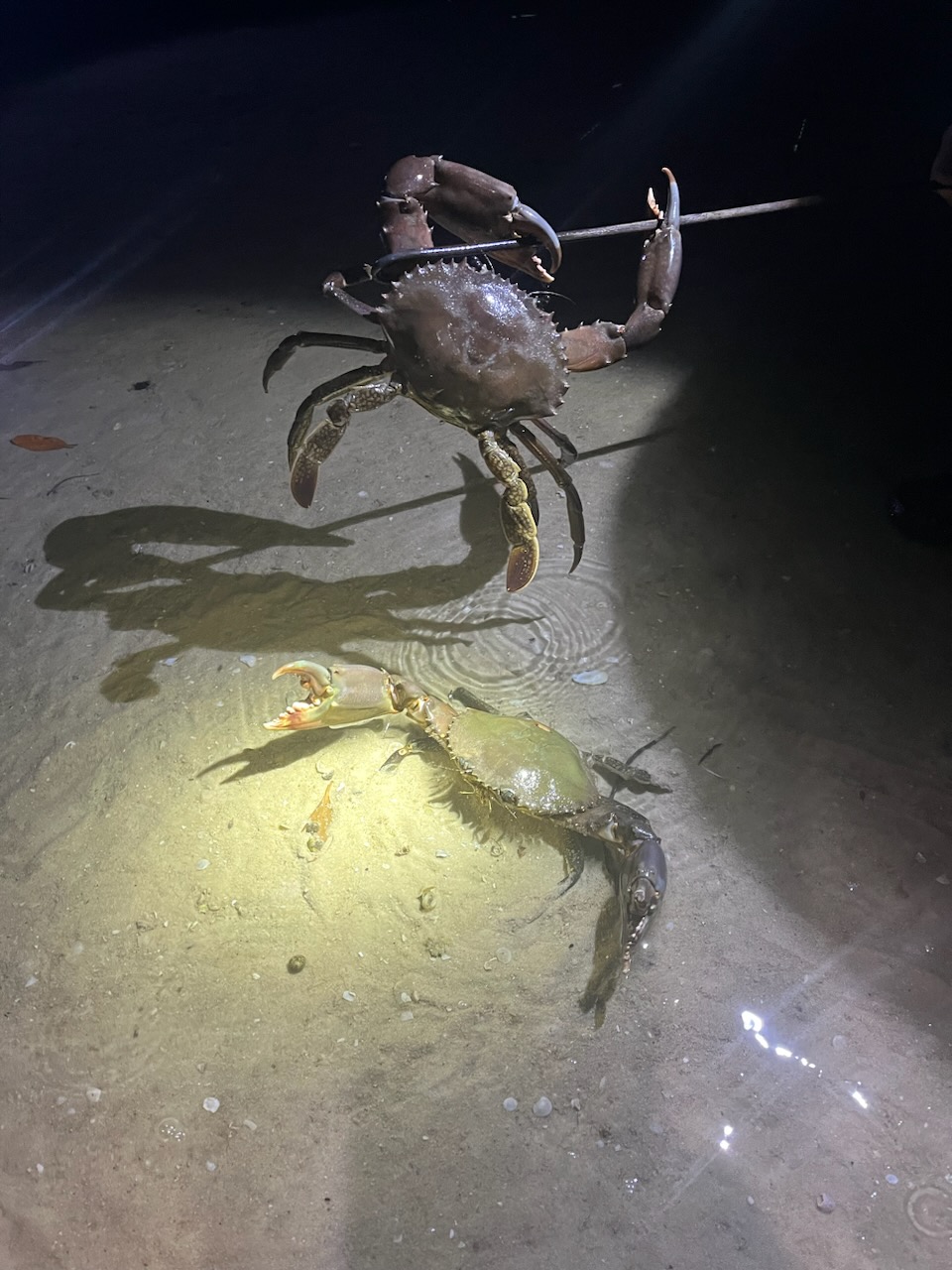 WOMEN ONLY exclusive Bardi & Jawi cultural experience of Oolin Sunday ...