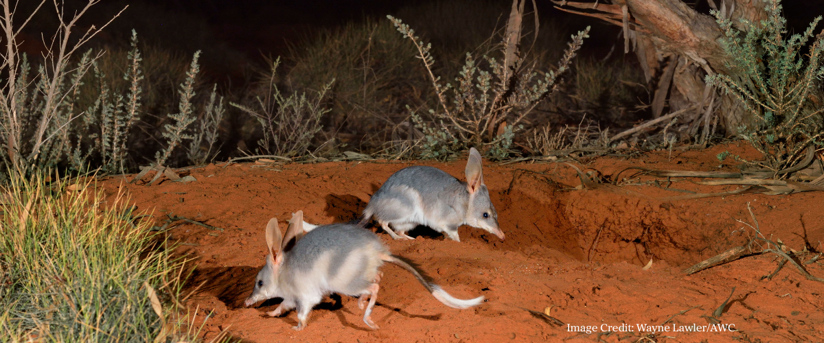 AWC Scotia - rewilding Australia's endangered species - Australian ...