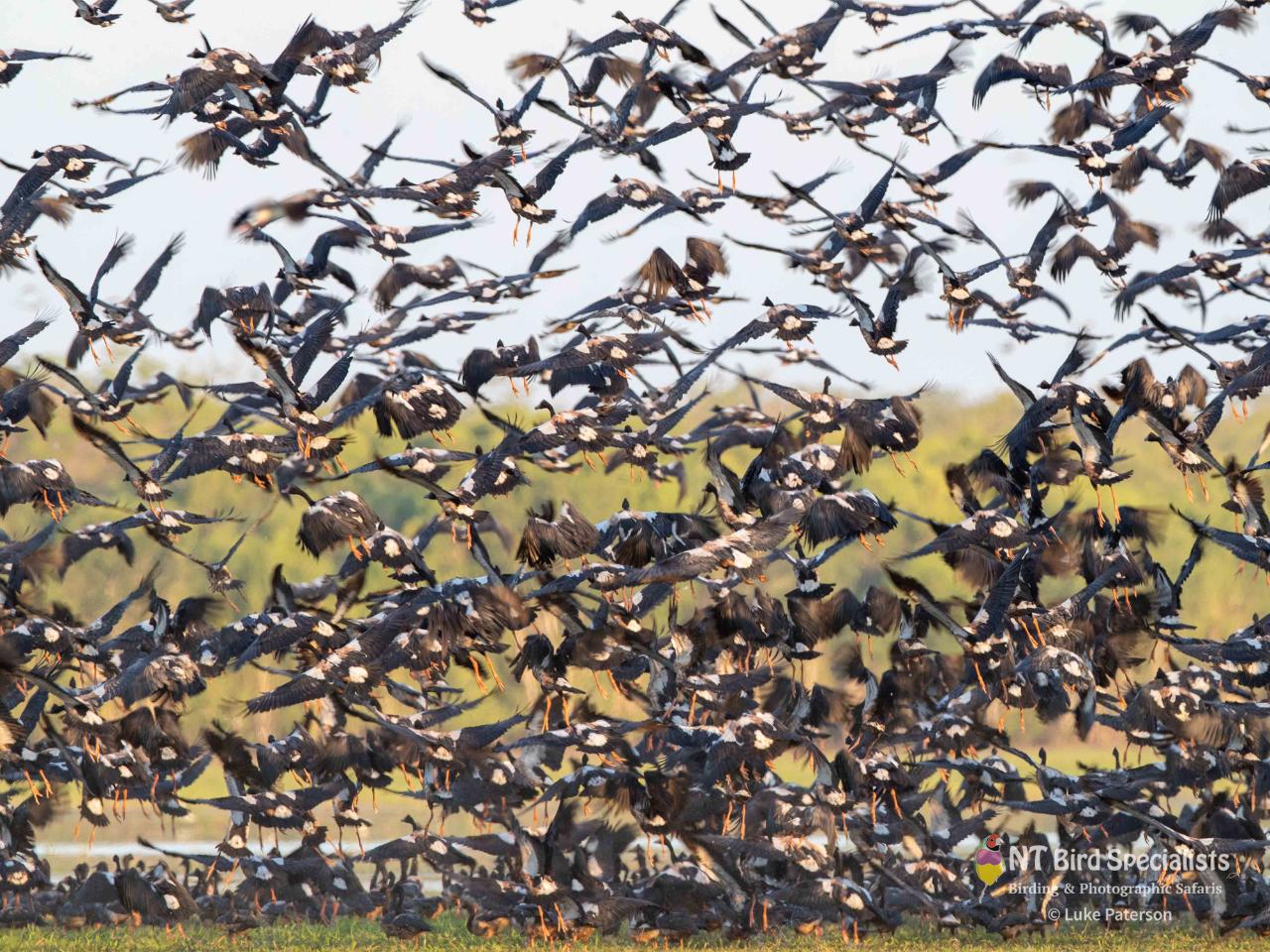 Birdwatching Safari - Top End, Northern Territory - Australian ...