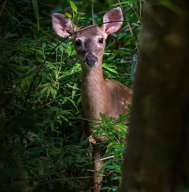 Cerro Ancon, Beautiful Easy Hike - Panama Heavens JE, S.A. Reservations