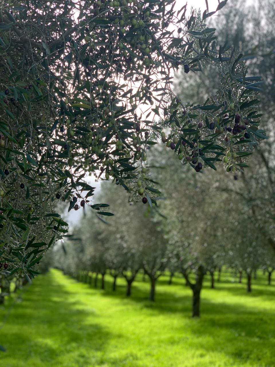 South Australian Olive Festival - VIP Ticket - Peninsula Providore Farm ...