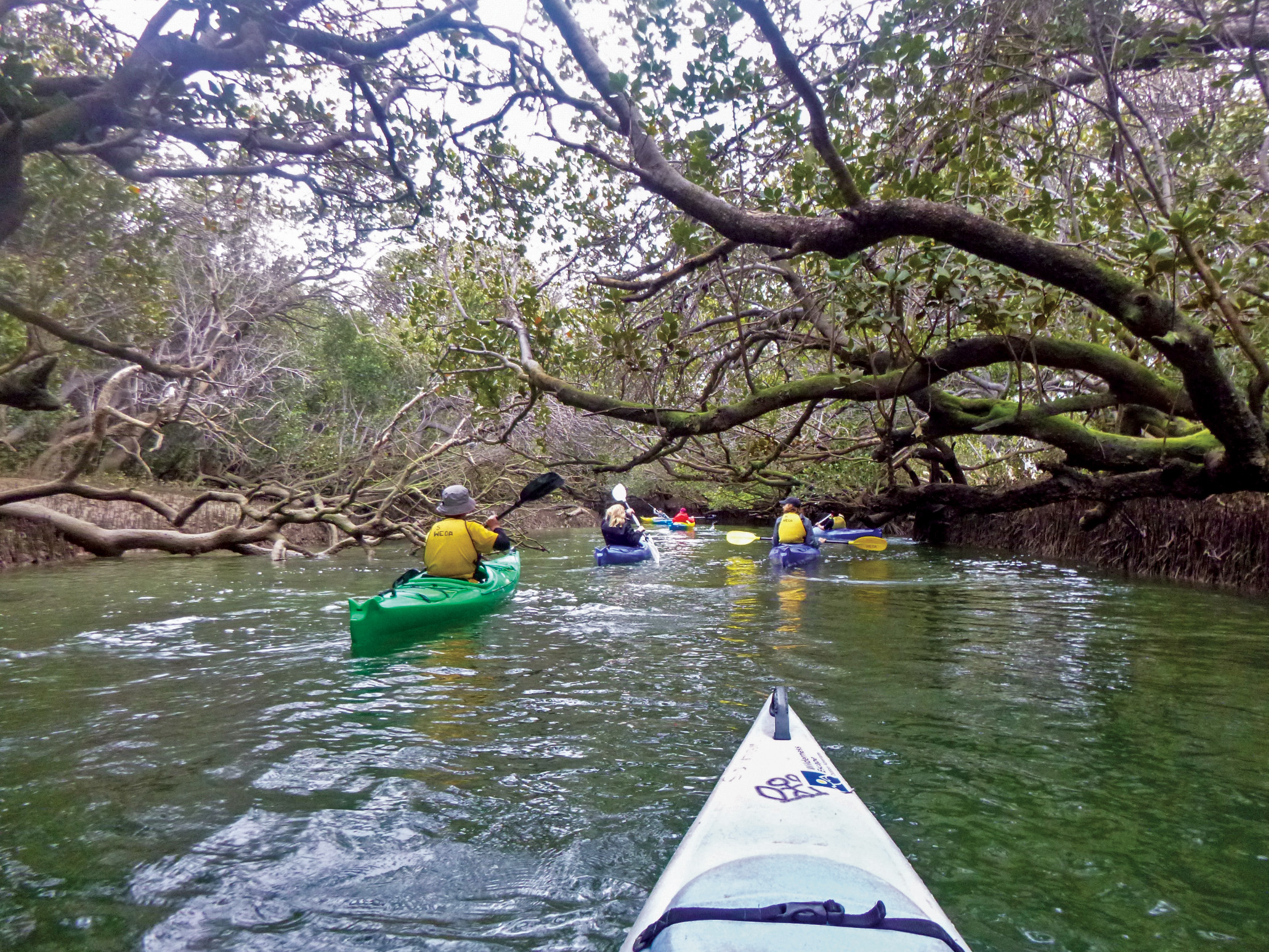 Z Archive - Mighty Yowies Dolphin and Ship Wreck Kayak Adventure ...