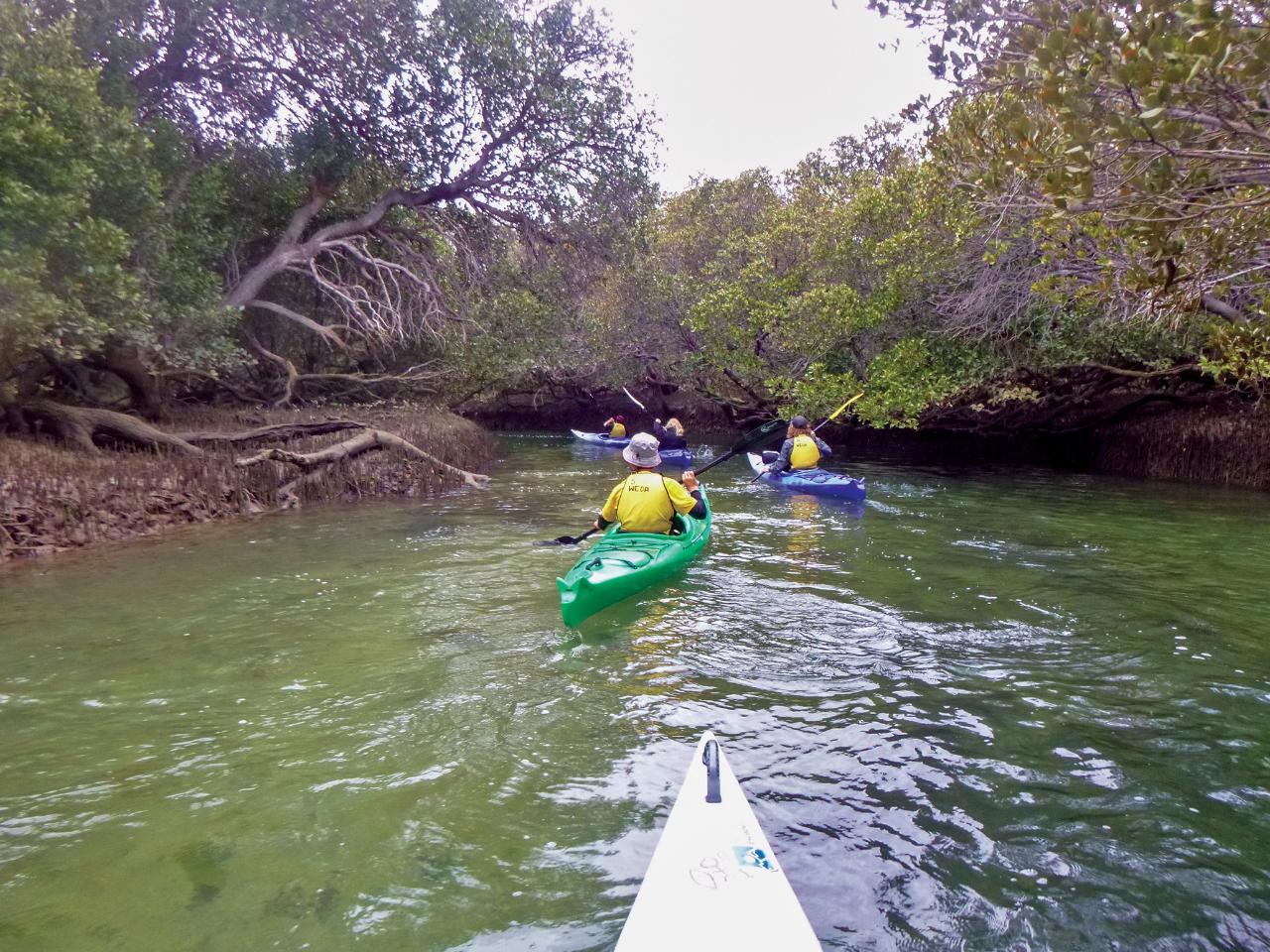 Z Archive - Mighty Yowies Dolphin and Ship Wreck Kayak Adventure ...
