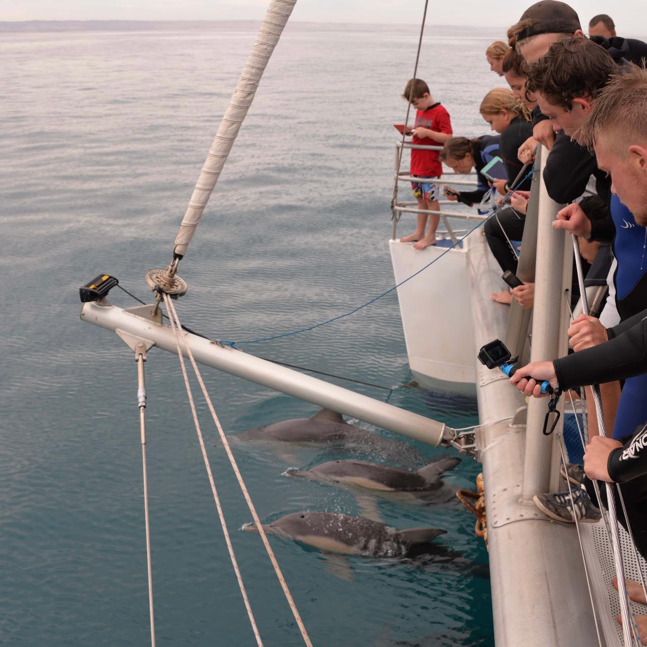 Wild Dolphin Watch - Temptation Sailing Reservations