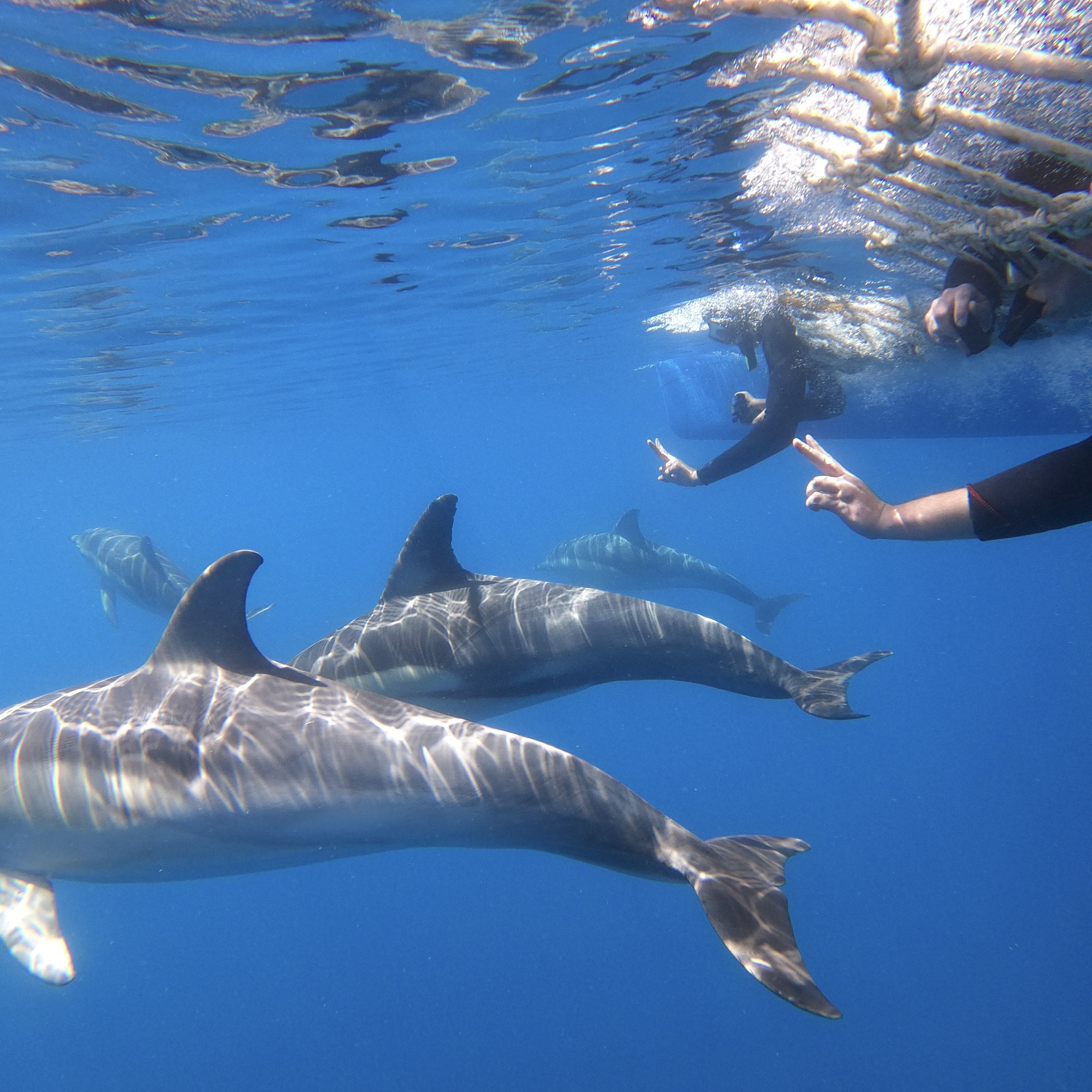 Wild Dolphin Swim - Temptation Sailing Reservations