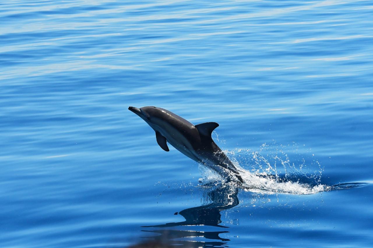 Wild Dolphin Watch - Turers - Australia