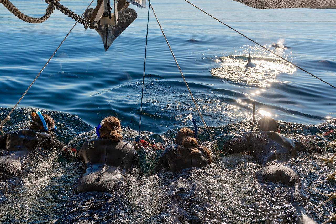 Wild Dolphin Swim - Temptation Sailing Reservations