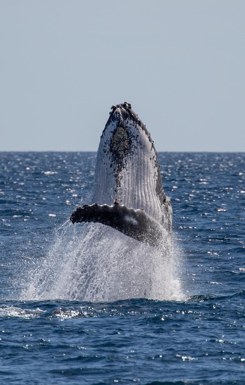 HUMPBACK WHALE ADVENTURE - Ningaloo Marine Interactions Reservations