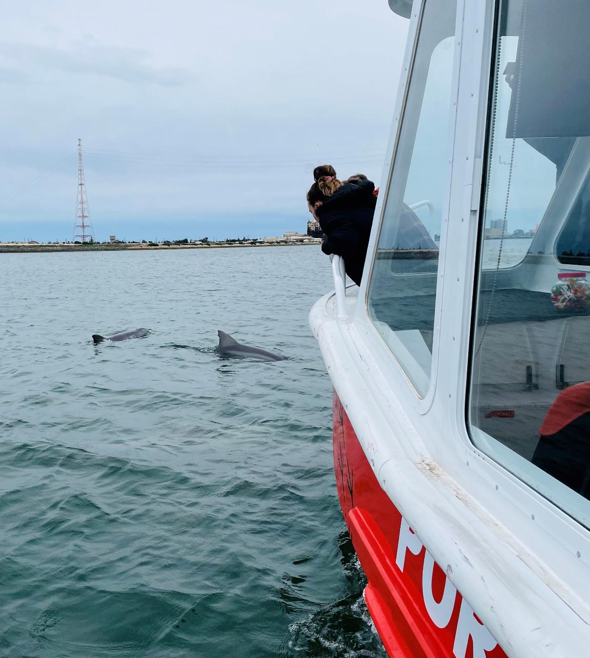 Dolphin Cruise Adelaide