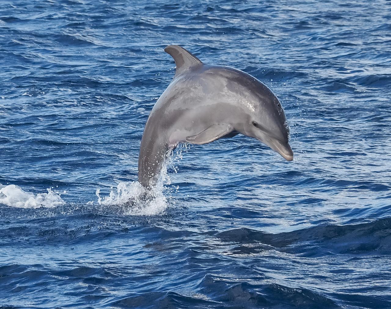 Dolphin Cruise Adelaide