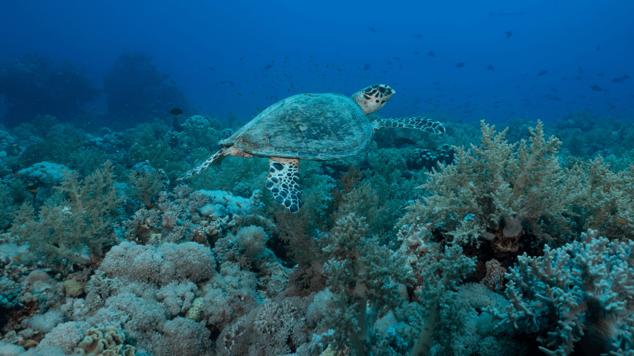 Reef Explorer Semi-Submersible Tour | Port Vila Vanuatu