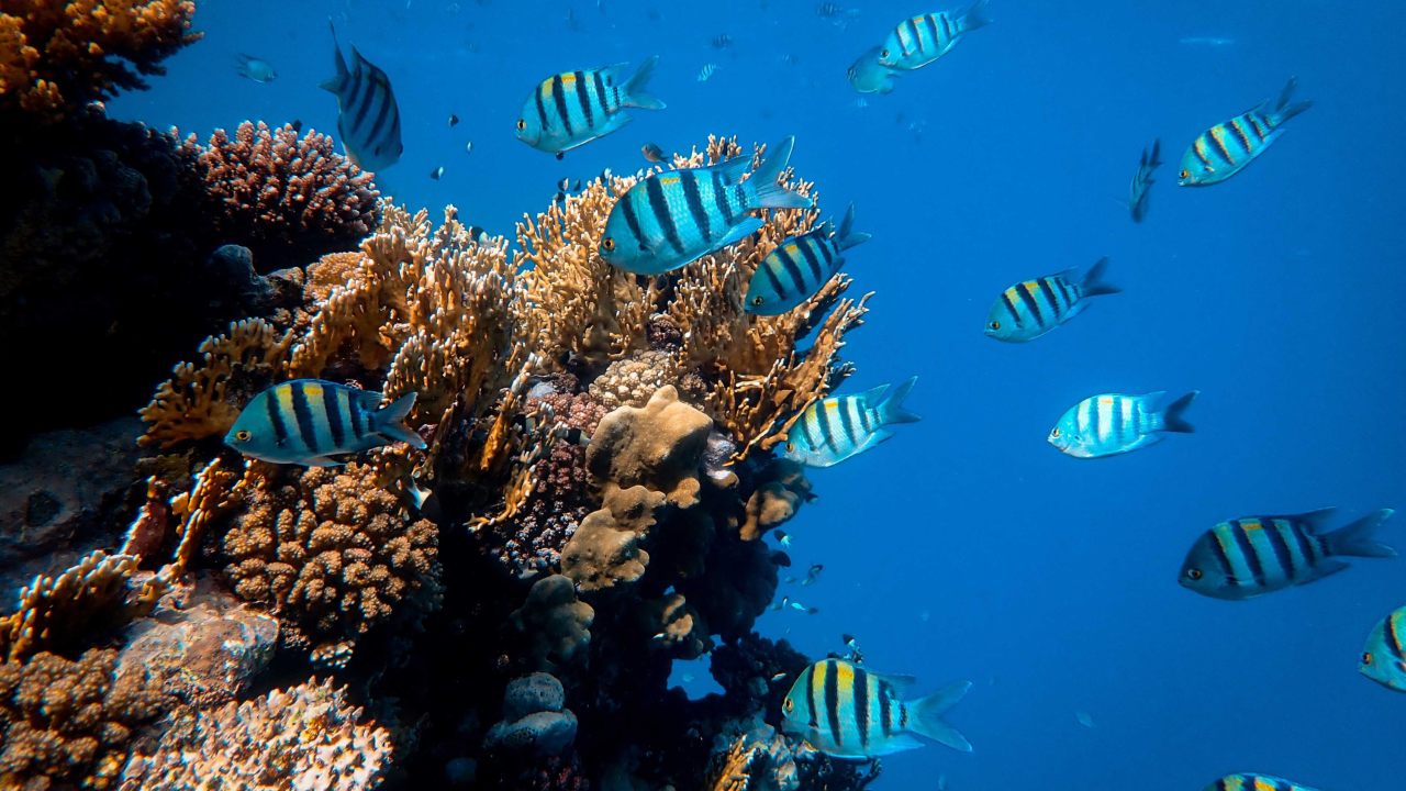 Reef Explorer Semi-Submersible Tour | Port Vila Vanuatu
