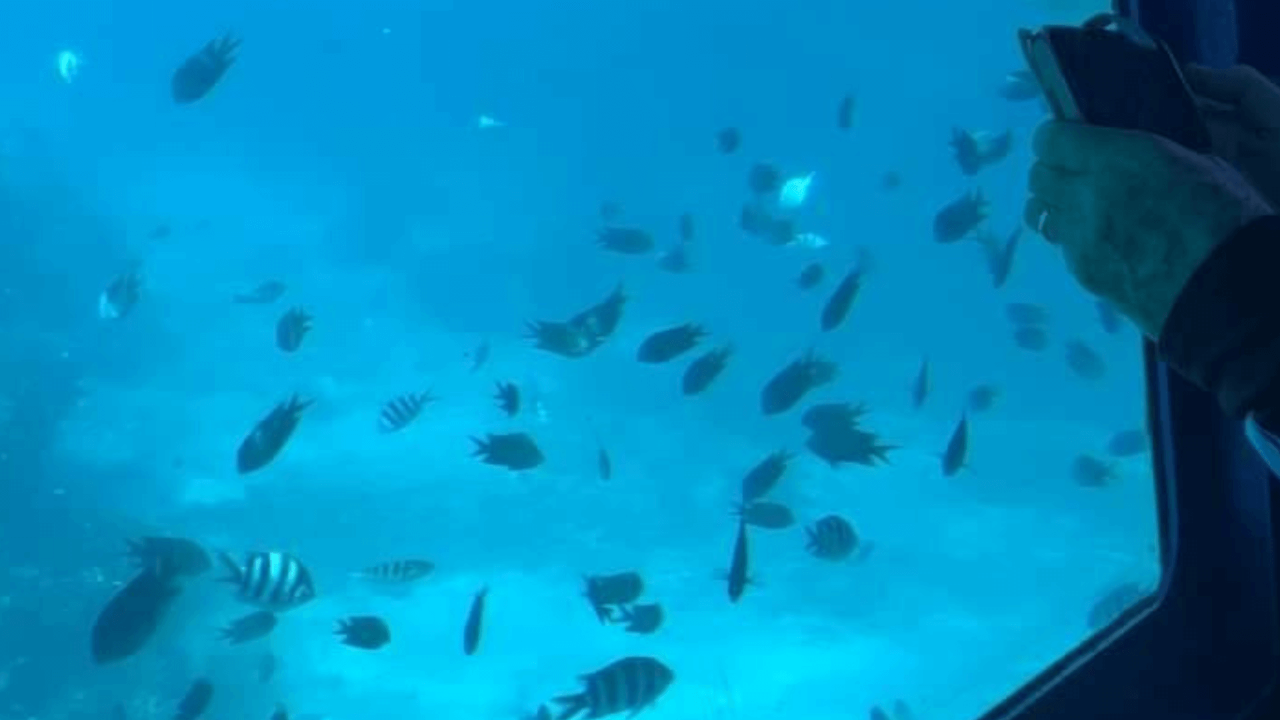 Reef Explorer Semi-Submersible Tour | Port Vila Vanuatu