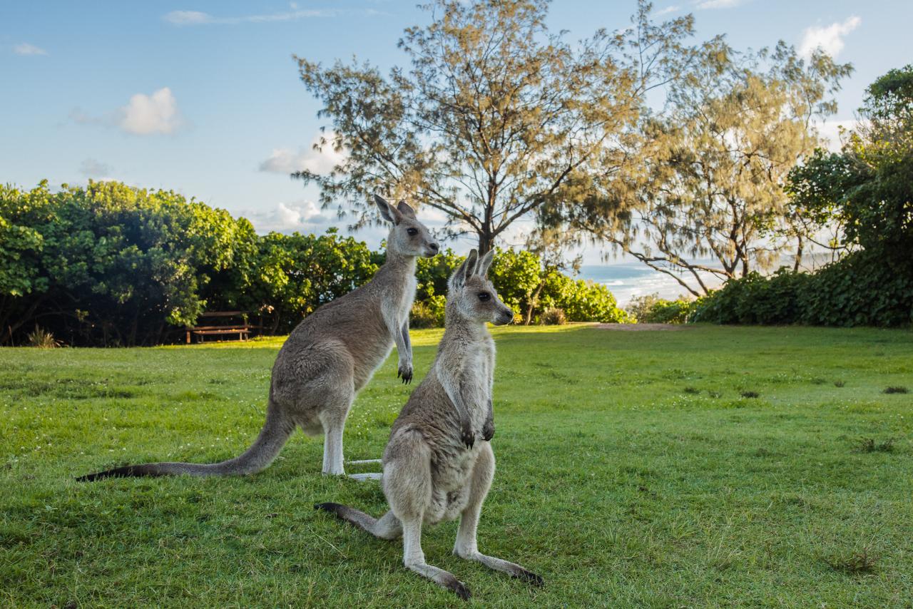 Meanjin to Minjerribah Cultural Day trip - Yura Tours Pty Ltd Reservations