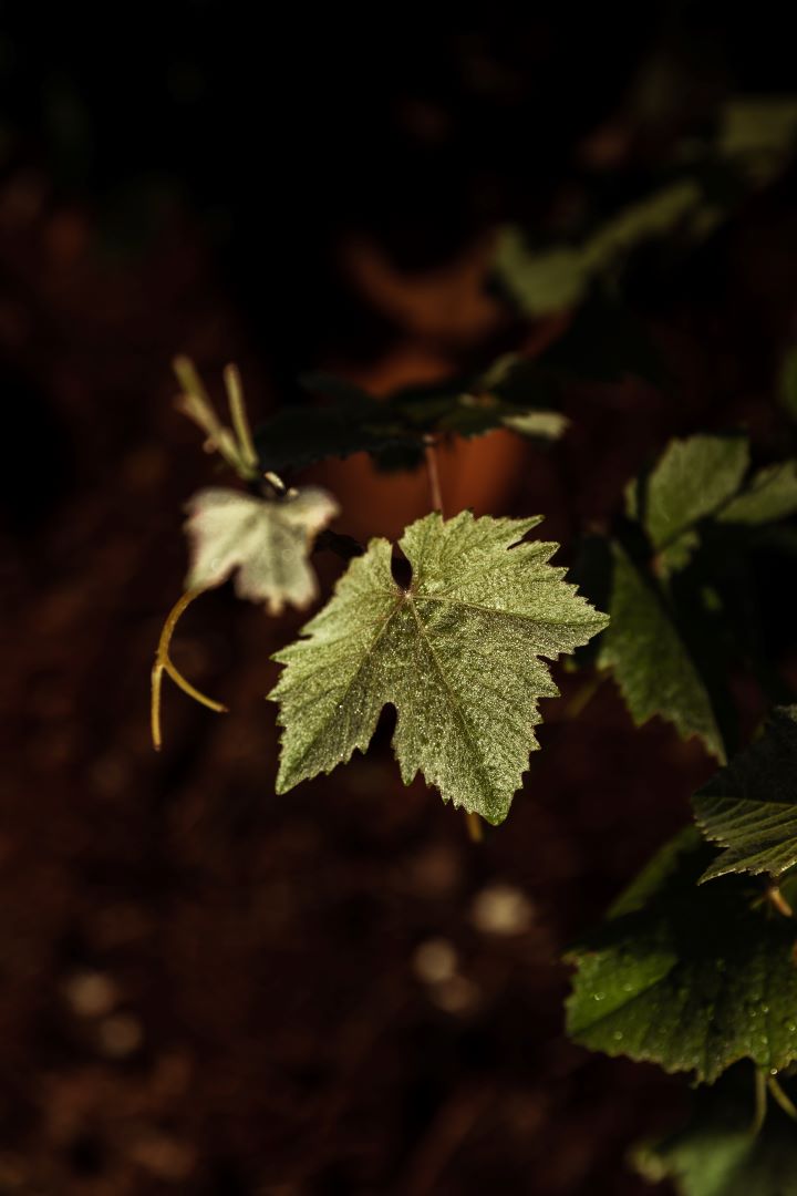 Experience Clover Hill Wines: Vineyard Tour & Masterclass