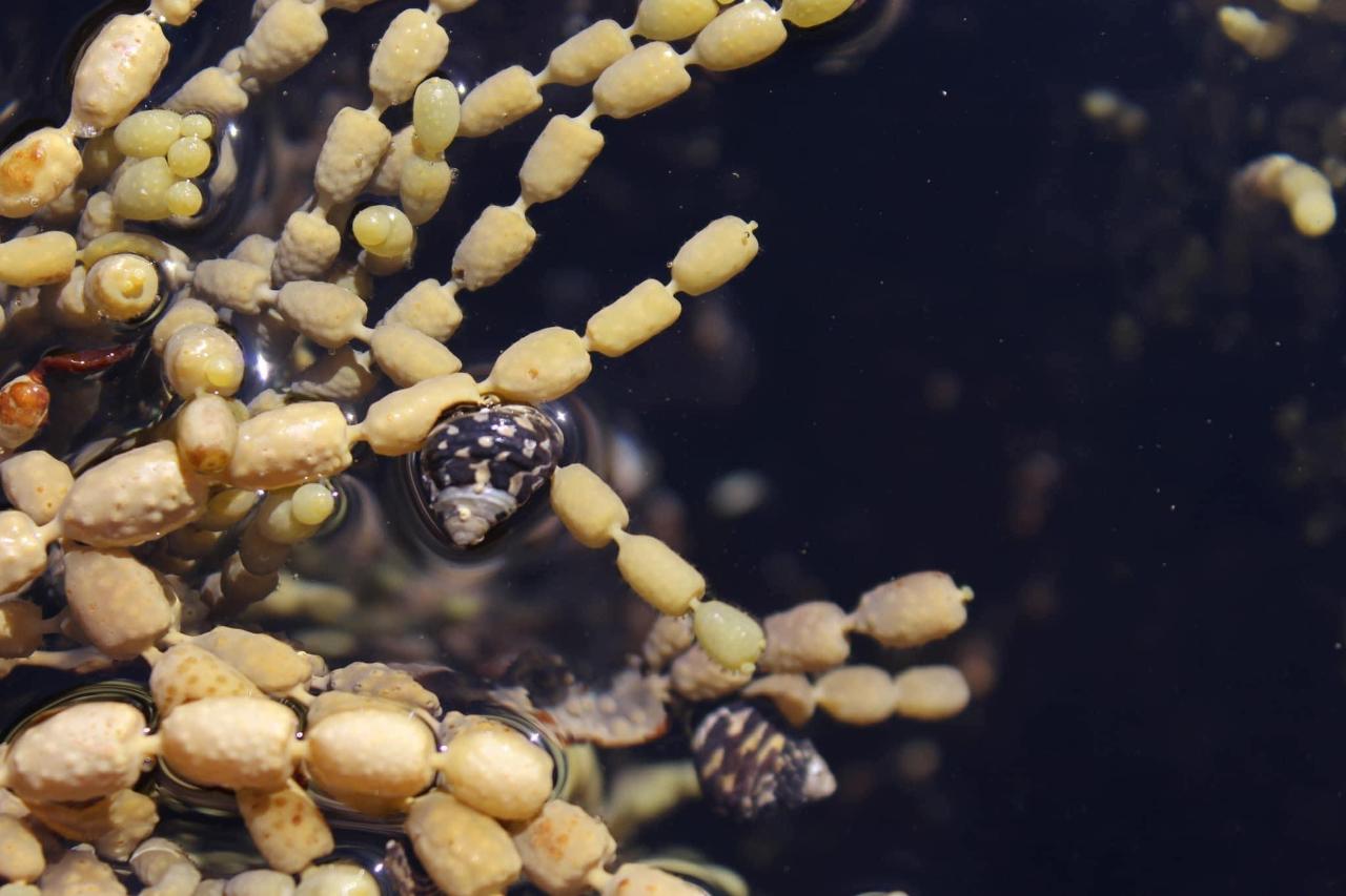 Seaweed Foraging Experience