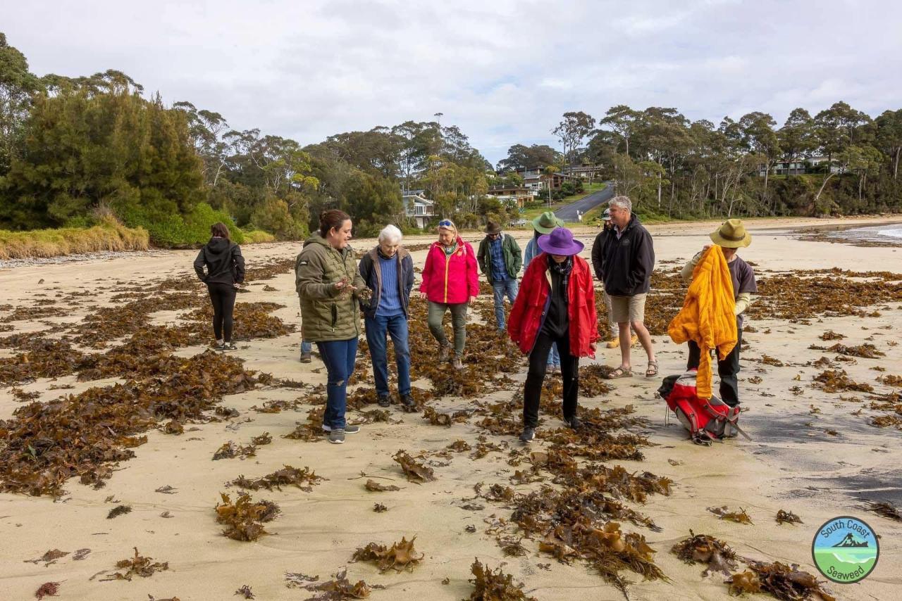 Seaweed Foraging Experience