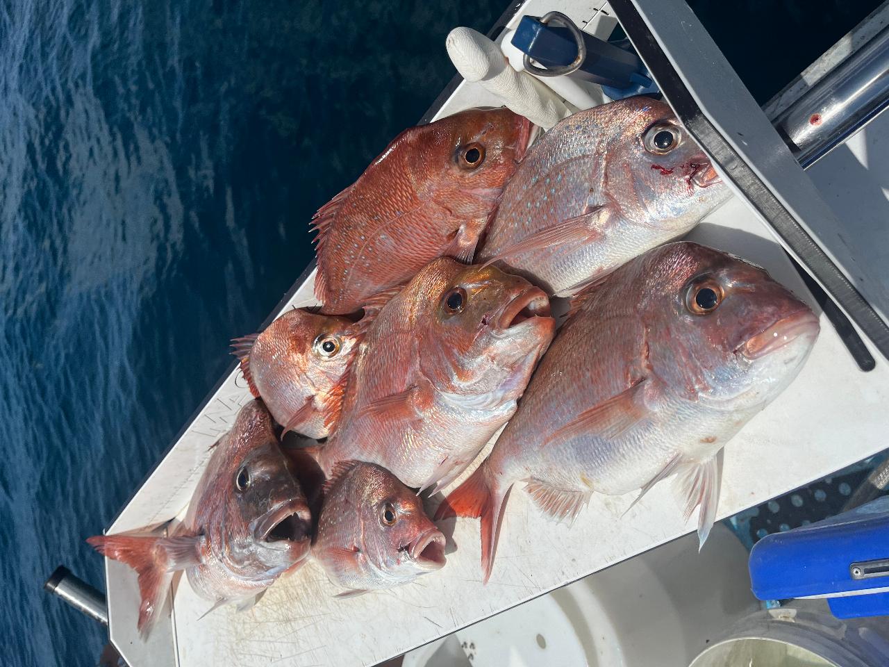 Sunset afternoon reef fishing trip. - Cronulla reef fishing charters ...