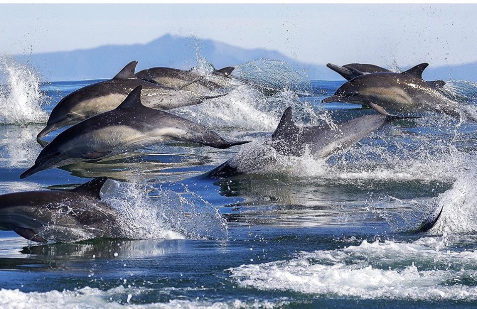 Tollgate island Dolphin & sight seeing cruise. - Game on Charters ...