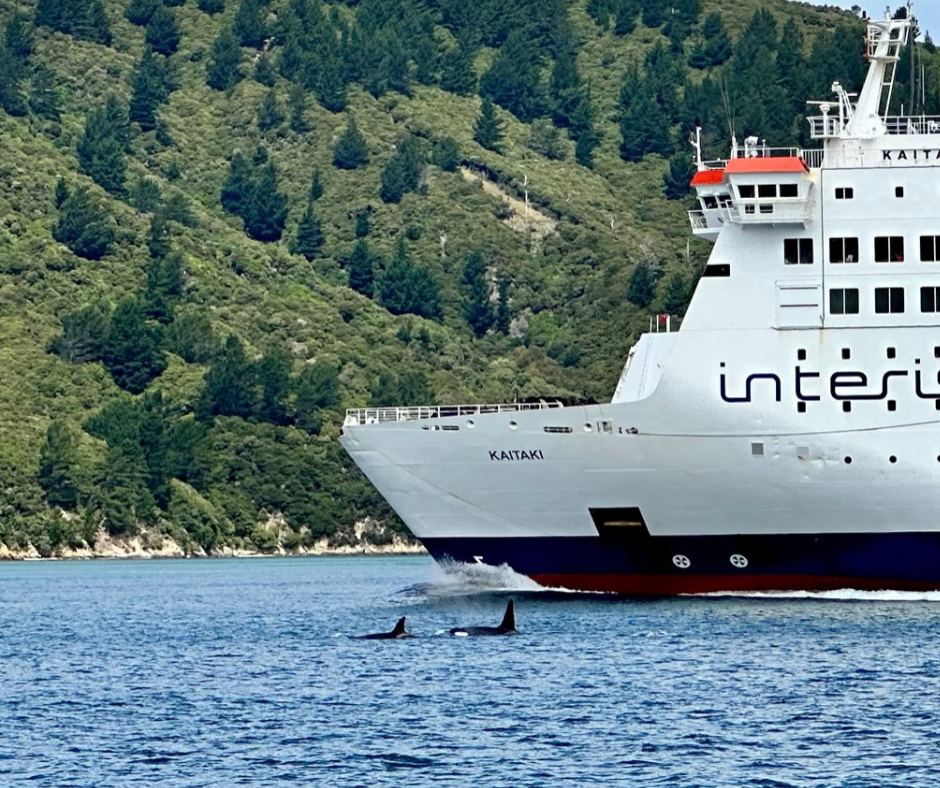 6 Nights Marlborough Scenic Cruise - Depart Picton 2024 - Affinity ... 6 Nights Marlborough Scenic Cruise - Depart Picton 2024 - Affinity ...