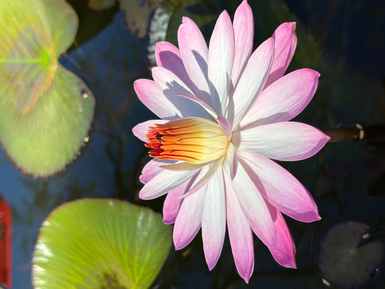 Half-Day Guided Botanical Garden Tour - Puerto Vallarta Walking ...