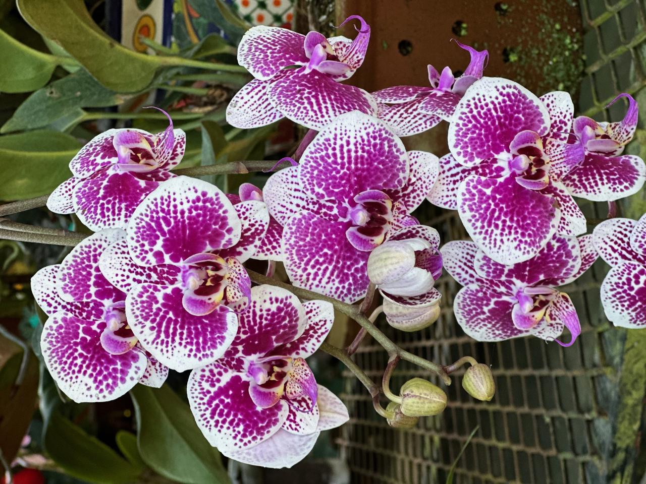 Half-Day Guided Botanical Garden Tour - Puerto Vallarta Walking ...