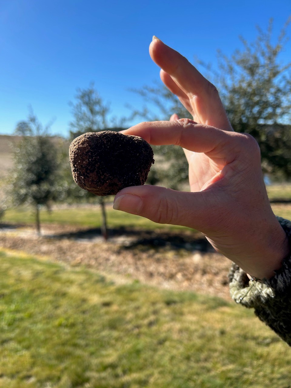 Truffle Hunts