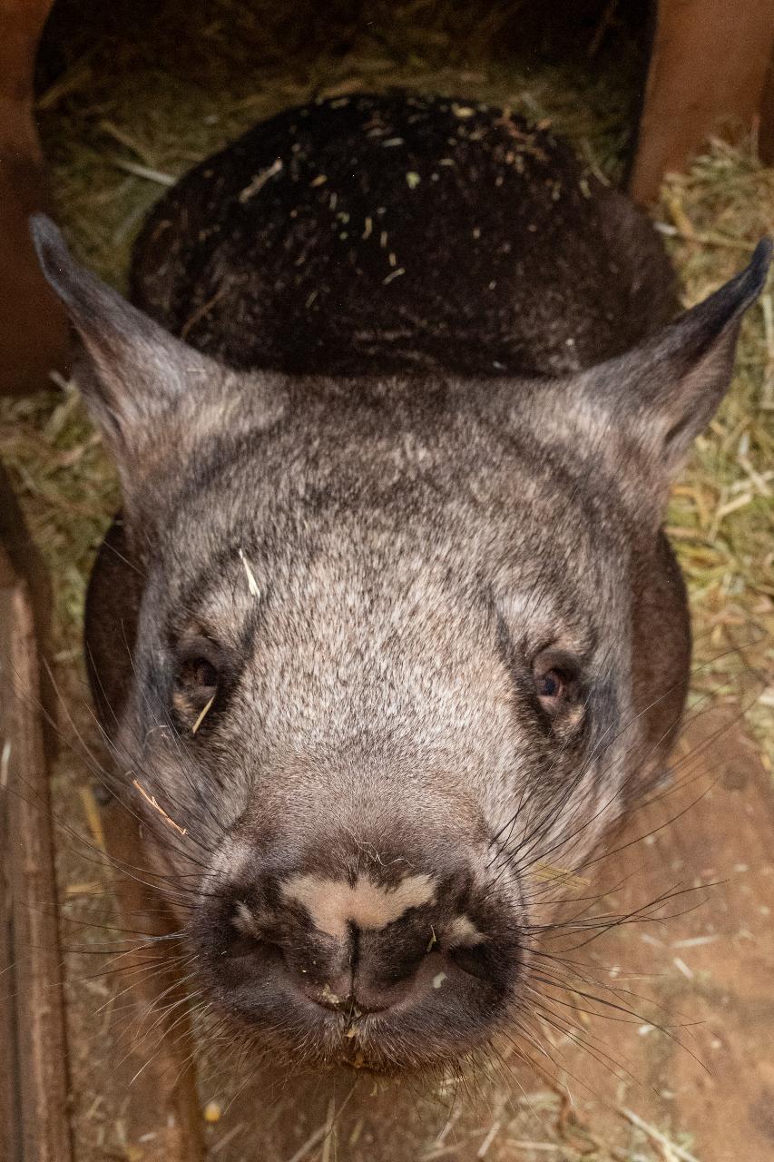 WA Wildlife Open Day - Native ARC Inc (trading as WA Wildlife) Reservations