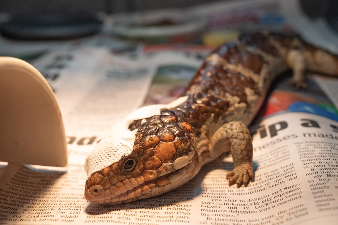 WA Wildlife Open Day - Native ARC Inc (trading as WA Wildlife) Reservations