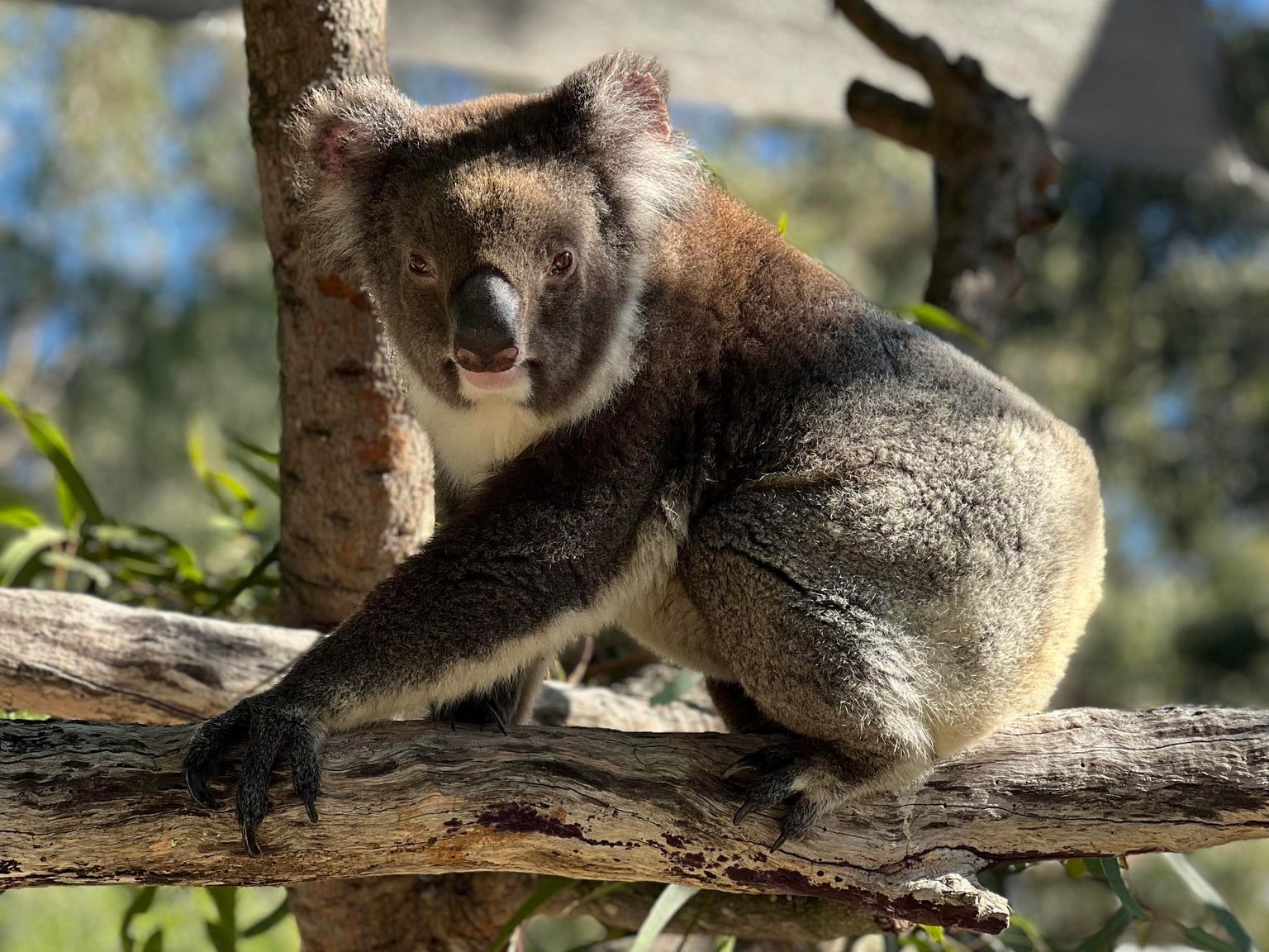 WA Wildlife Excursions - Native ARC Inc (trading as WA Wildlife ...