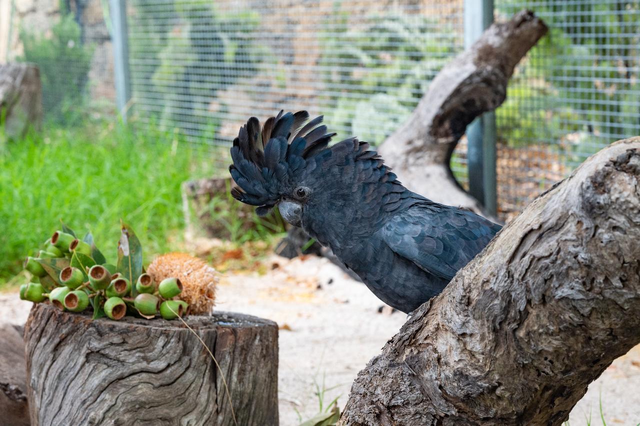 WA Wildlife Open Day - Native ARC Inc (trading as WA Wildlife) Reservations