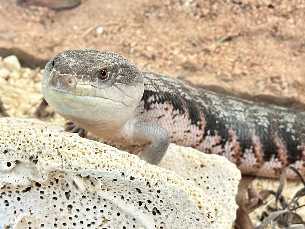 WA Wildlife Incursions - Native ARC Inc (trading as WA Wildlife ...